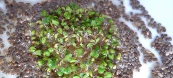 Chia Pflanze anbauen - Chia Sprossen ziehen | Superfoods