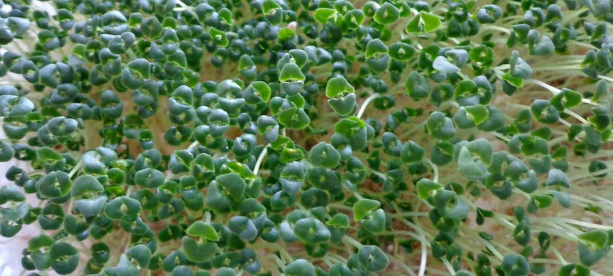 Chiasamen: Inhaltsstoffe & Nährwerte – Superfoods